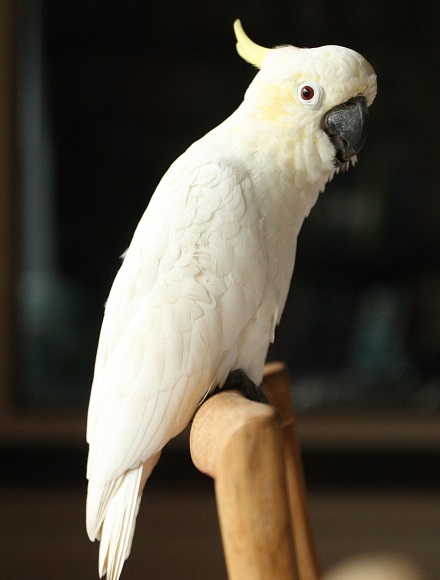 Caring For Your Parrot's Feathers - Northern Parrots