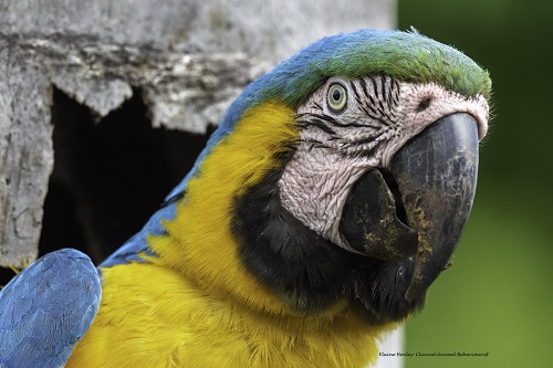 Expert Advice on Parrot Beaks and Feet - Northern Parrots