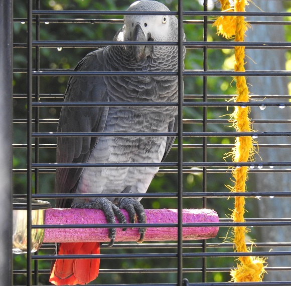 Preparing For Your Holiday When You Have A Parrot - Northern Parrots