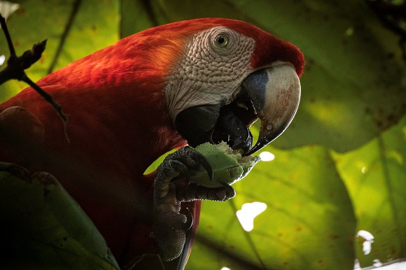 How Parrots Communicate In The Wild - Northern Parrots
