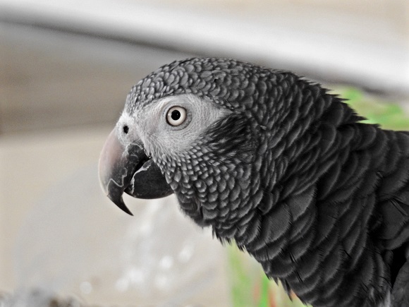 Stress Triggers and How To Deal With Them in Parrots - Northern Parrots
