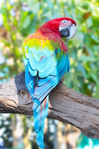 Find The Right Bird For You With Lafebers Quiz - Northern Parrots