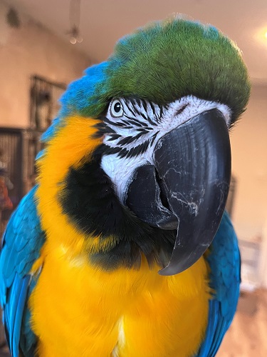 Meet My Parrot: Gizmo The Blue and Gold Macaw - Northern Parrots
