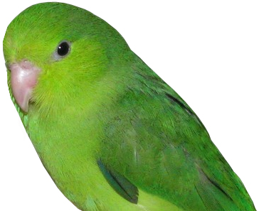 Parrotlets Fact Sheet - Northern Parrots