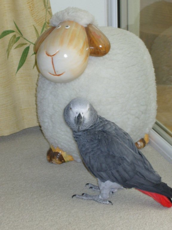 Treating Gus for Aspergillosis - Northern Parrots