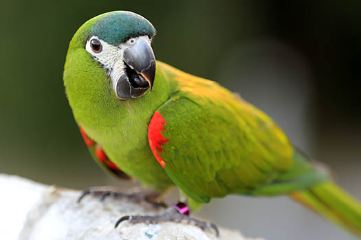 Hahn's Macaw Fact Sheet - Northern Parrots