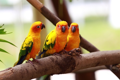Homeless Animals Day - Northern Parrots