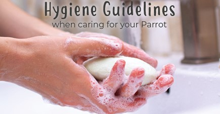 Parrot Owners Hygiene Guidelines - Northern Parrots