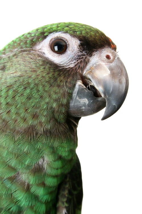 All The Essentials You Need For A New Parrot - Northern Parrots