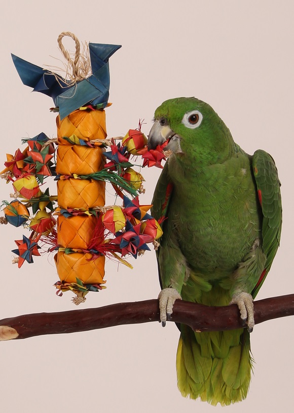 Parrot Photoshoot 2016: Thank You To The Haven Parrot Rescue - Northern ...
