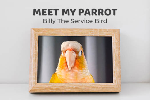 Meet Billy The Service Bird - Northern Parrots