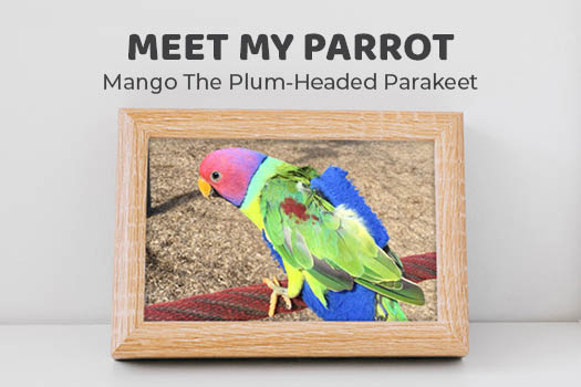 Meet Mango the Plum-headed Parakeet - Northern Parrots