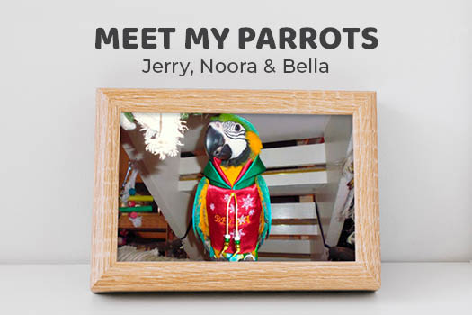 Meet Jerry the African Grey, Noora the Cockatoo and Bella the Macaw ...