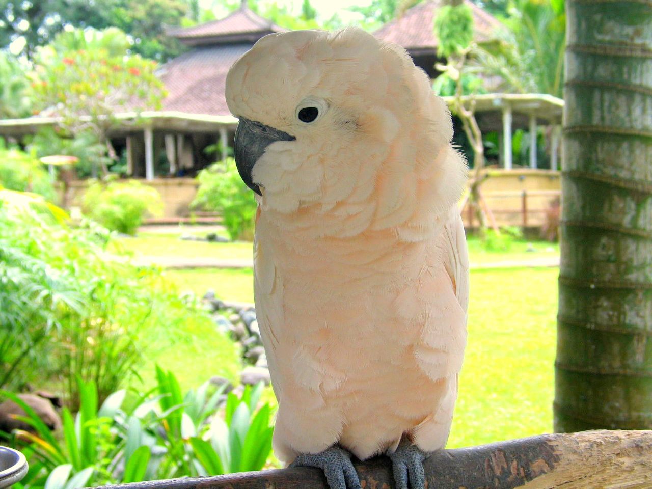 Parrot Rescues - Northern Parrots