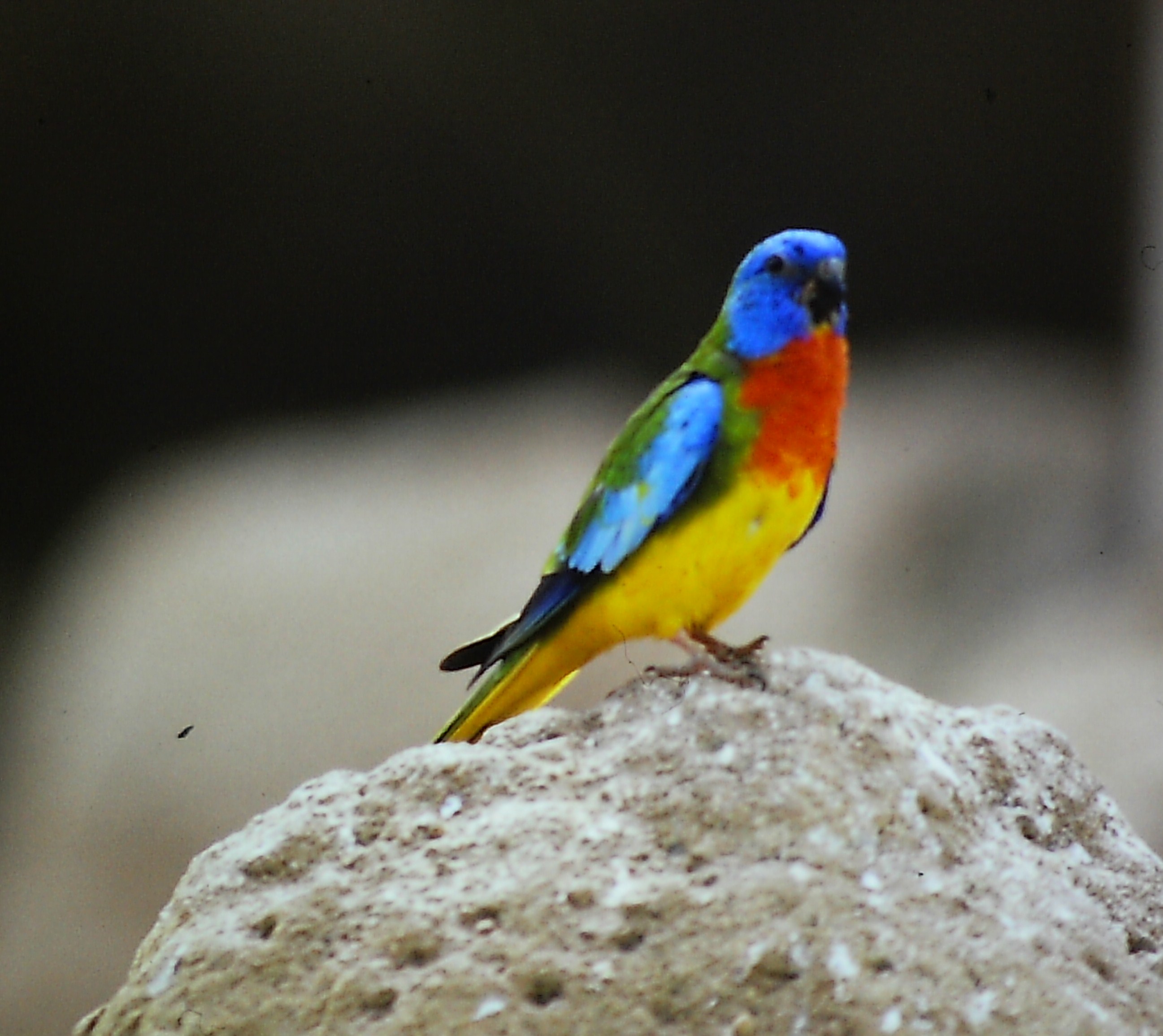 Grass Parakeets (Neophema) Fact Sheet - Northern Parrots