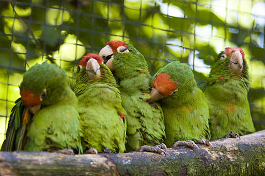 One, Two Or Many Parrots - Which is Best - Northern Parrots