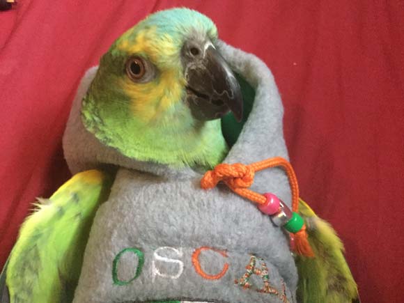 Meet My Parrot: Oscar the Blue-fronted Amazon - Northern Parrots