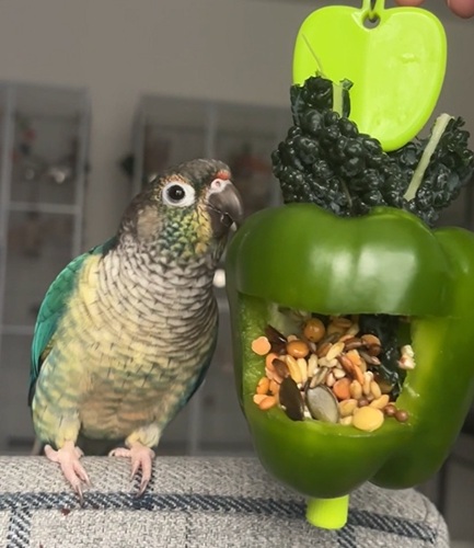 BirdNerdSophie and The Parrot Teacher