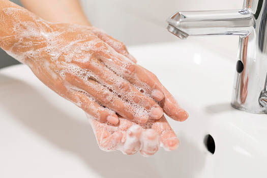 Parrot Owners Hygiene Guidelines - Northern Parrots