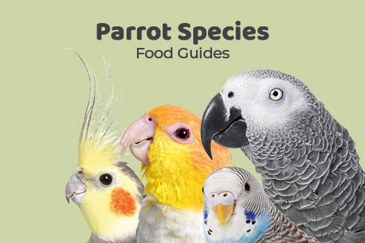 Northern Parrots Handy Feeding Guides - Northern Parrots