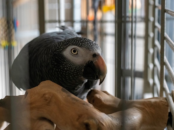 How To Set Up A Parrot Cage - Northern Parrots