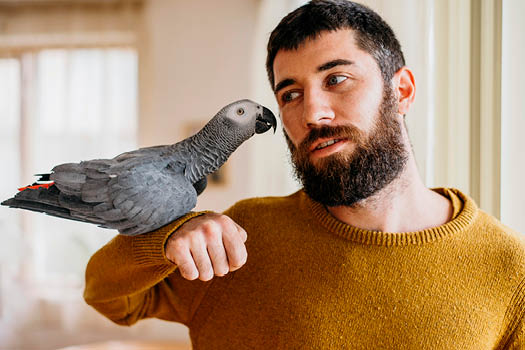 Psittacosis What A Companion Parrot Owner Needs To Know - Northern Parrots