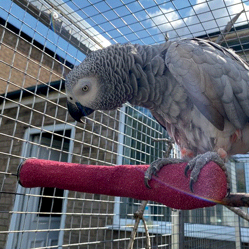 How To Choose The Right Perch For Your Parrot - Northern Parrots