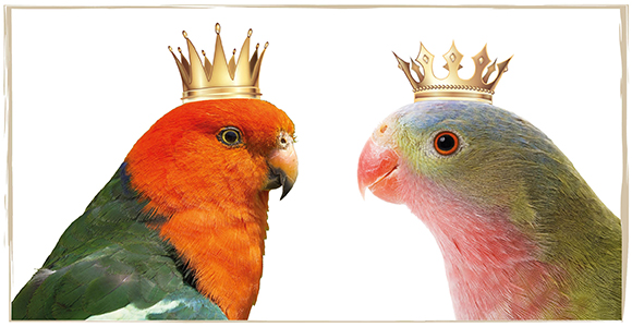 The Top Royal Parrots - Northern Parrots