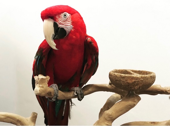 An Important Warning For All Parrot Owners - Northern Parrots