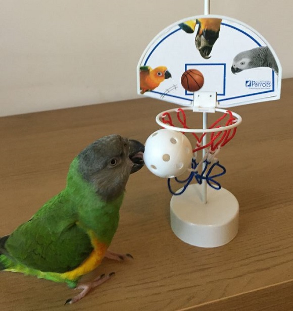 How I Taught My Parrot to Slam Dunk - Northern Parrots