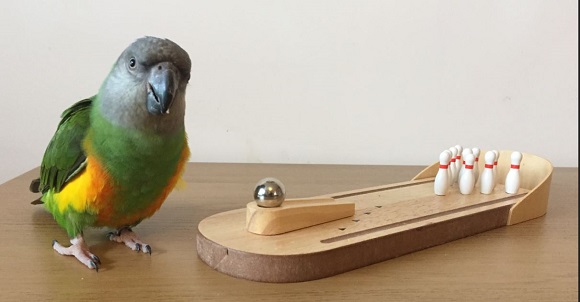 Teach Your Parrot Bowling By Sara Houston - Northern Parrots