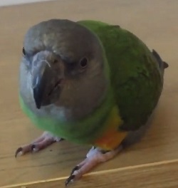 Teach Your Parrot To Turn Around By Sara Houston - Northern Parrots