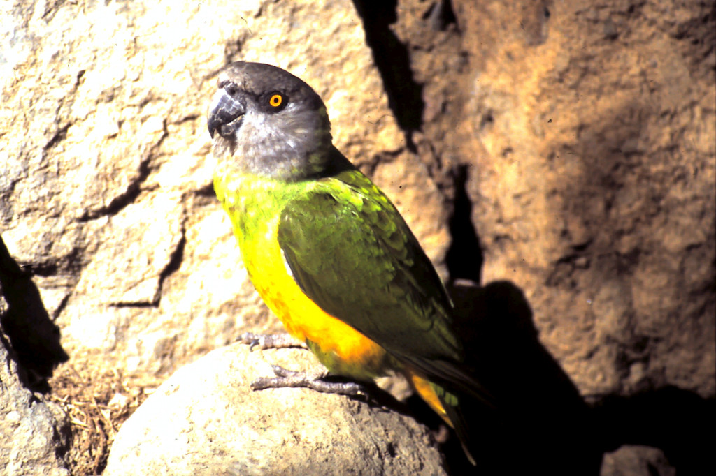 Senegal Fact Sheet - Northern Parrots