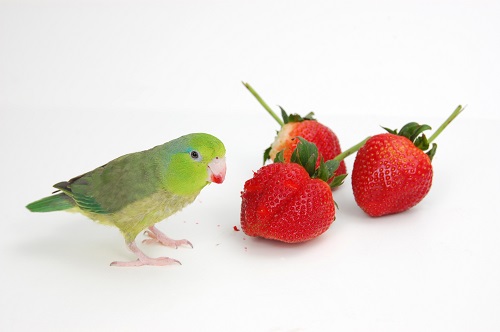 10 Ways to Get Your Parrot to Try New Foods - Northern Parrots