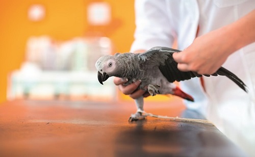 Sick Birds At Home: First Aid - Northern Parrots