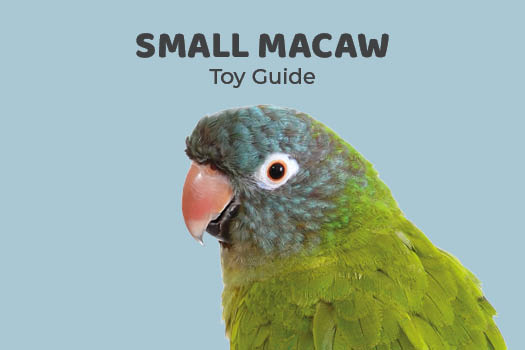 Small Macaw Toy Guide - Northern Parrots