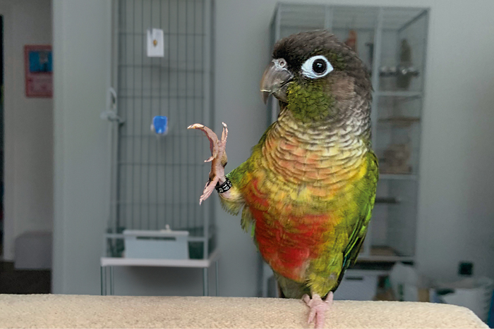 Teach Your Parrot To Wave by Sara Houston - Northern Parrots