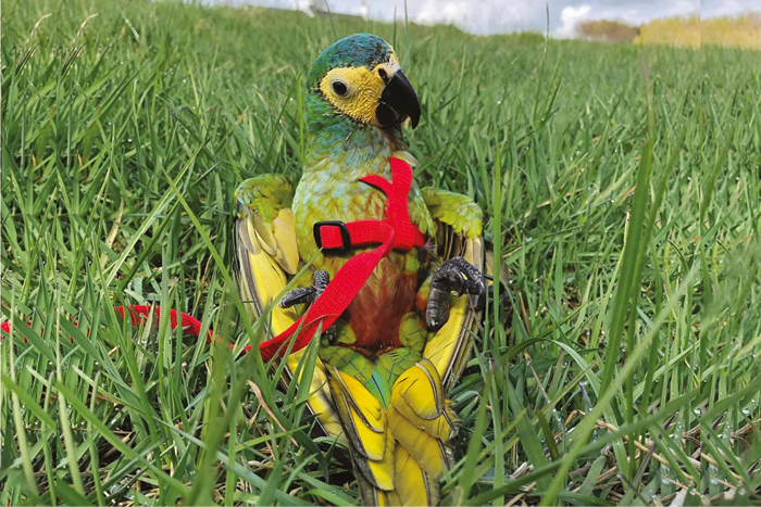 Training A Parrot To Lie On His Back - Northern Parrots