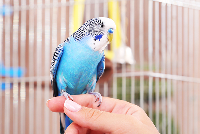 Training Parrots: Tools And Methods To Train Parrots - Northern Parrots