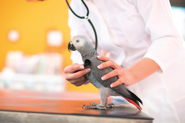 Treating Gus for Aspergillosis - Northern Parrots