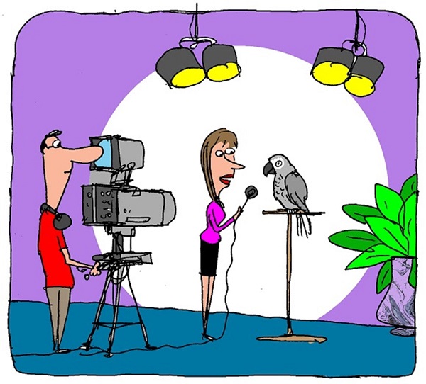 TV Star Hamish By Malcolm Welshman - Northern Parrots