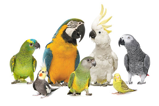 Animal Training Quips: Set Them Up for Success - Northern Parrots