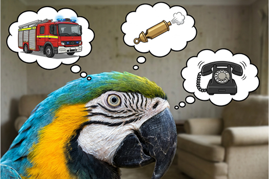 Why Do Parrots Mimic Sounds? - Northern Parrots