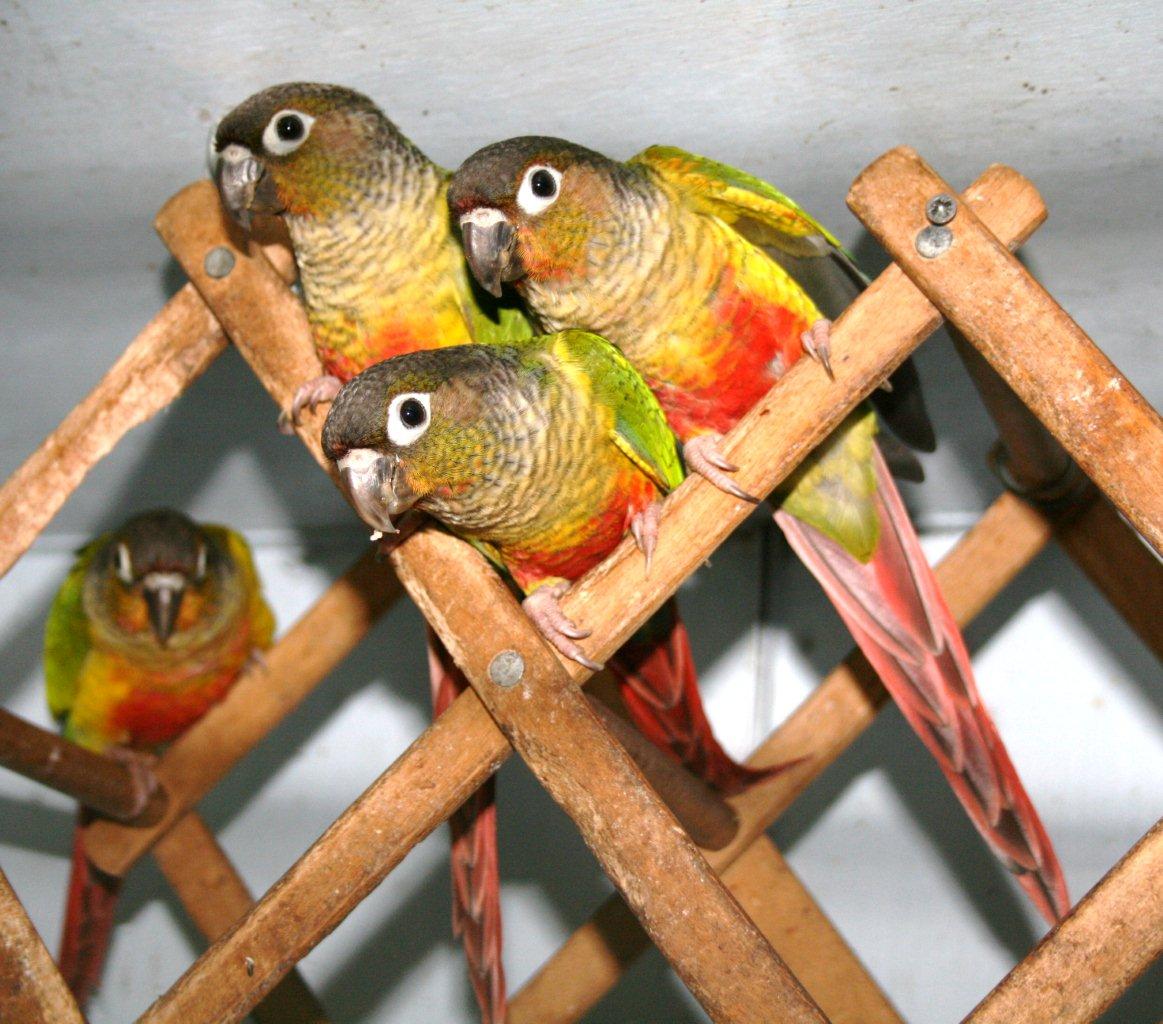 Green-cheeked Conure Fact Sheet - Northern Parrots
