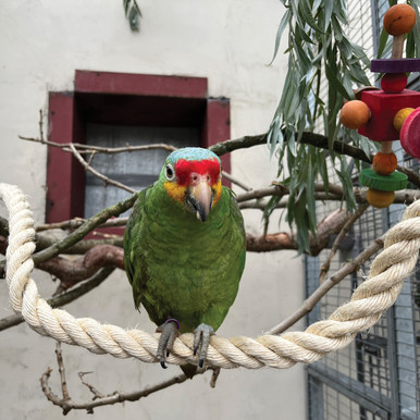 Sisal Rope Zig Zag Parrot Perch - Large - Northern Parrots