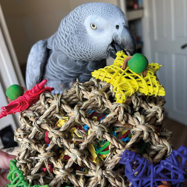 Picking Pocket Parrot Toy - Northern Parrots