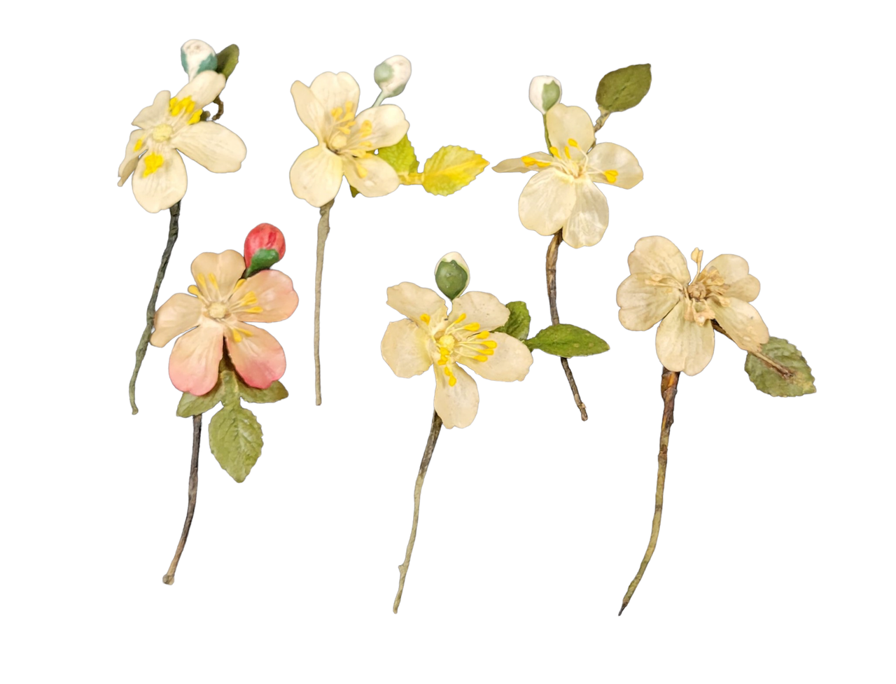 Marsh Marigold Drawing