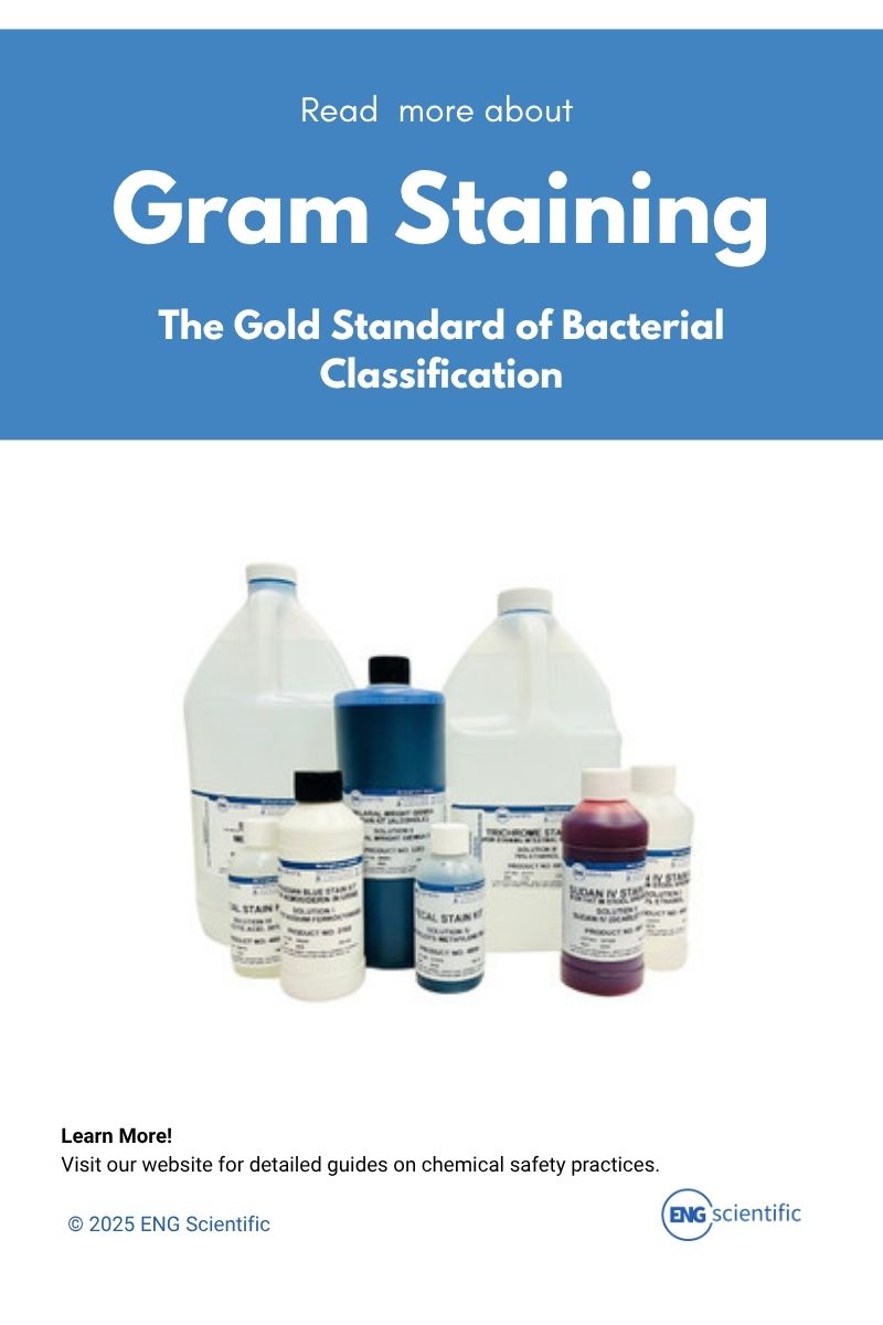 Gram Staining: The Gold Standard of Bacterial Classification - ENG ...