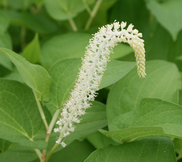 Saururus cernuus | Lizard's tail | Marginal Aquatic Pond Plant