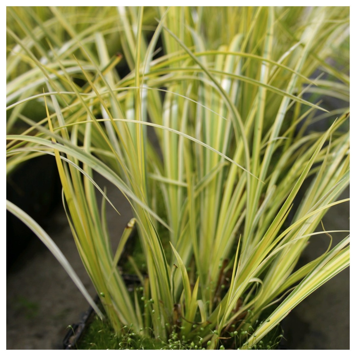 Variegated Sweet Flag Variegated Sweet Flag | Naturescape Wildflower